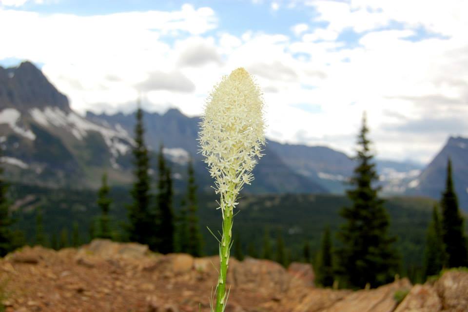 Glacier Park, Inc.: Beargrass