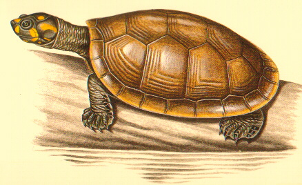 Los animales en la prehistoria: Animales prehistóricos con la letra A