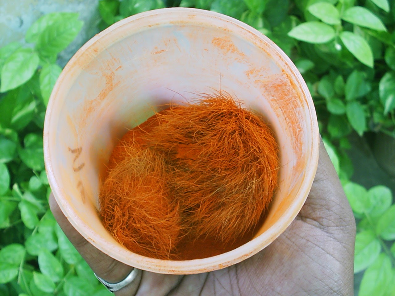 Dawat e Rohaniat ~*~ دعوتِ روحانیت: The Gidar Singhi Talisman