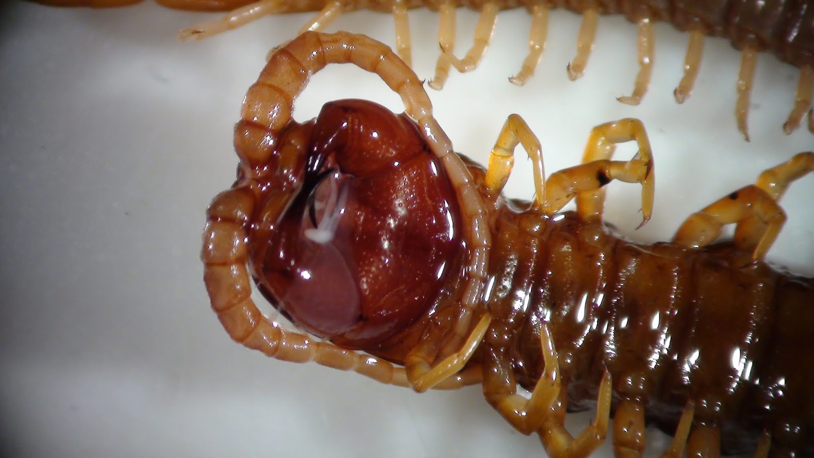 Life on The Edge: Millipedes of the Edge