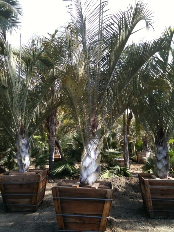 Gregory Palm Farms : Triangle Palms ONLY FROM Gregory Palm Farms THE ...