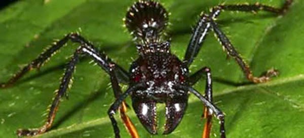 #Amazônia - A Formiga-Cabo-Verde