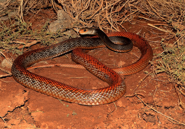 Ular Asli Indonesia: Ular Berbisa