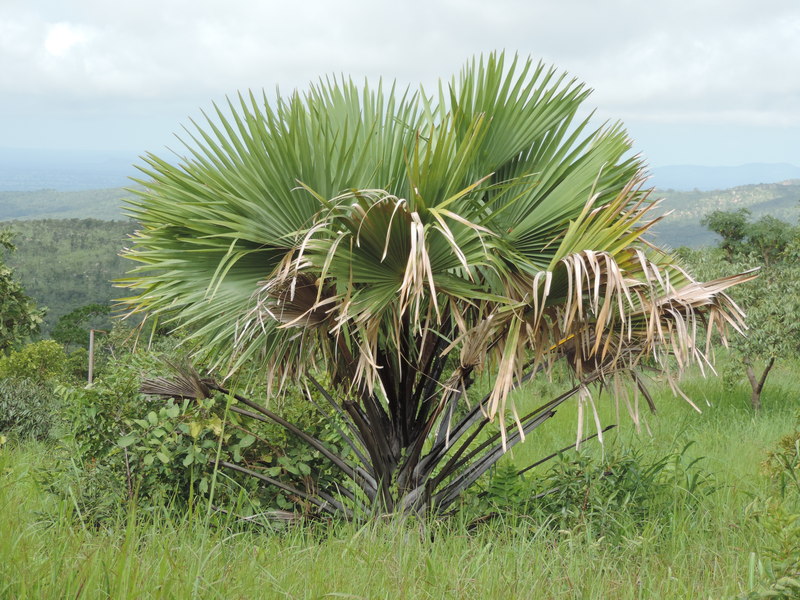 Borassus aethiopum «palmera abanico africana» - Id Plantae