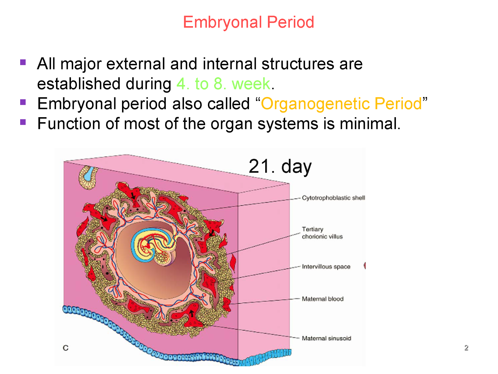 histoloji-embriyoloji notlarım: EMBRYONAL PERIOD