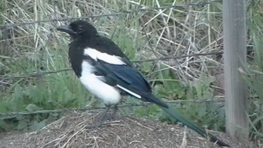 Tommy D's Birding Expeditions: Birding Telluride, Colorado