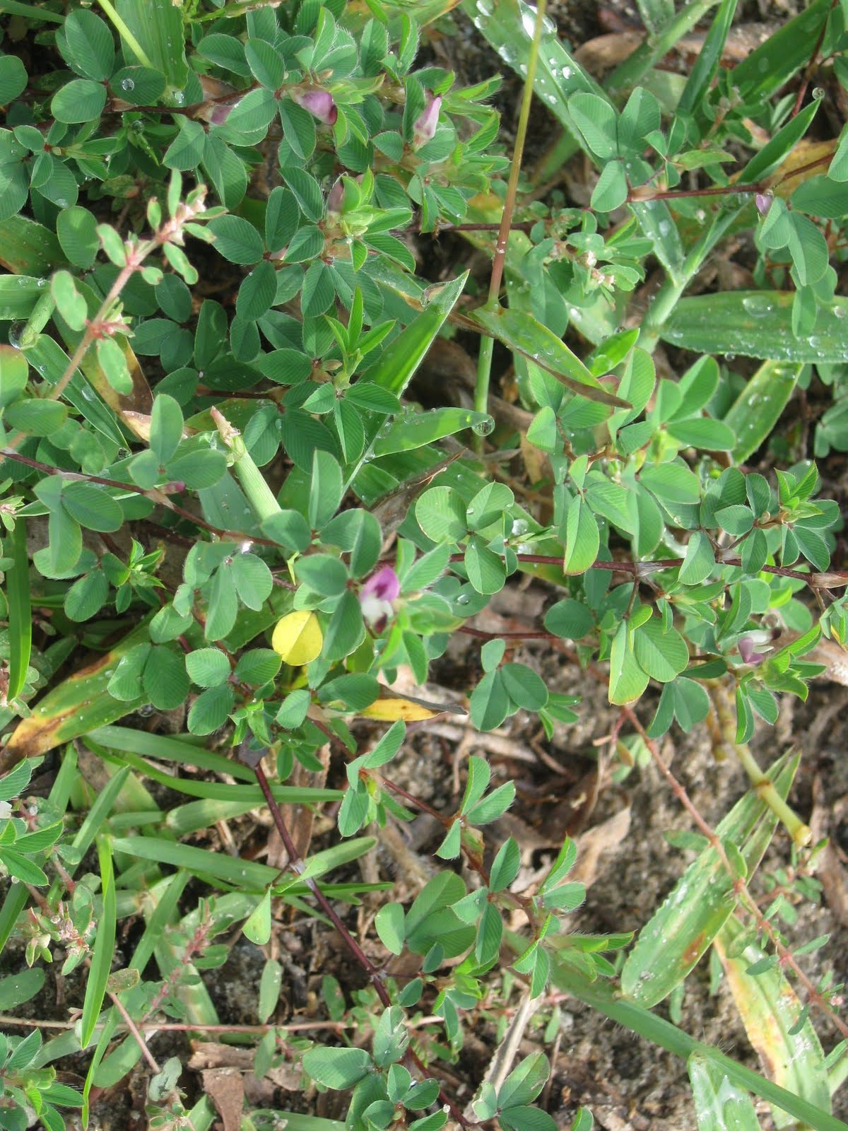 Gardening From the Ground Up: Jul 21, 2011