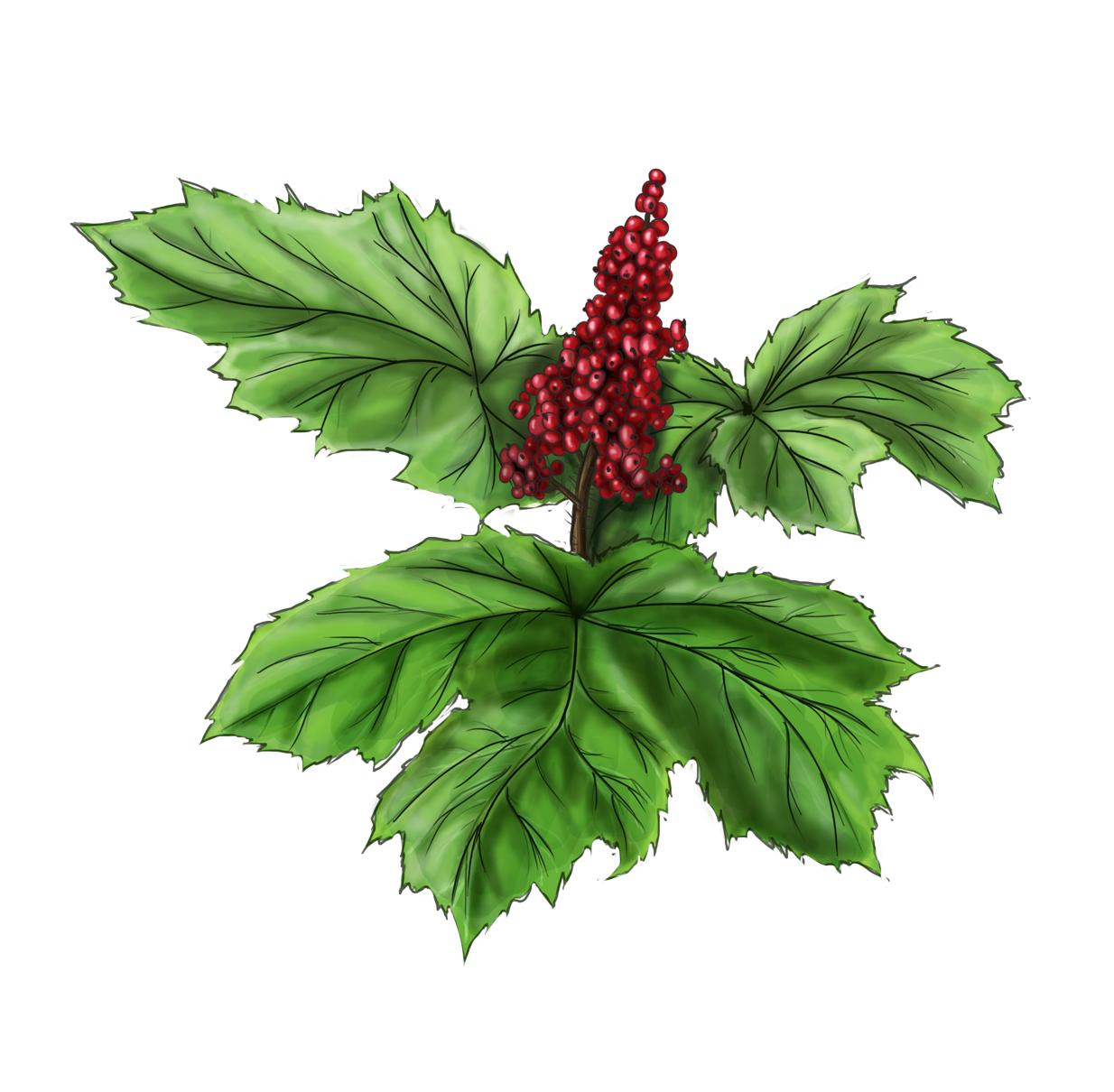 Evie's Art Blog: Commission - Alaskan Wildlife