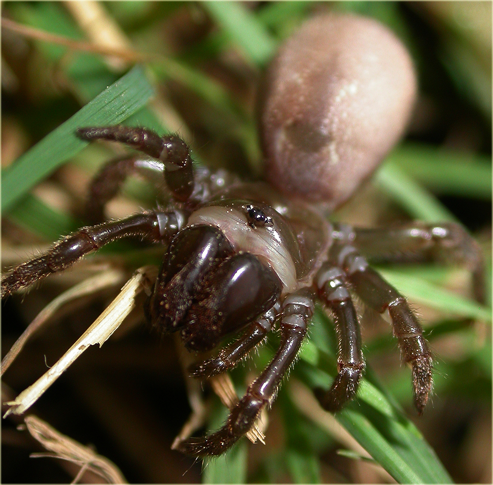 Arachnerds: Purse Web Spider - Atypus affinis