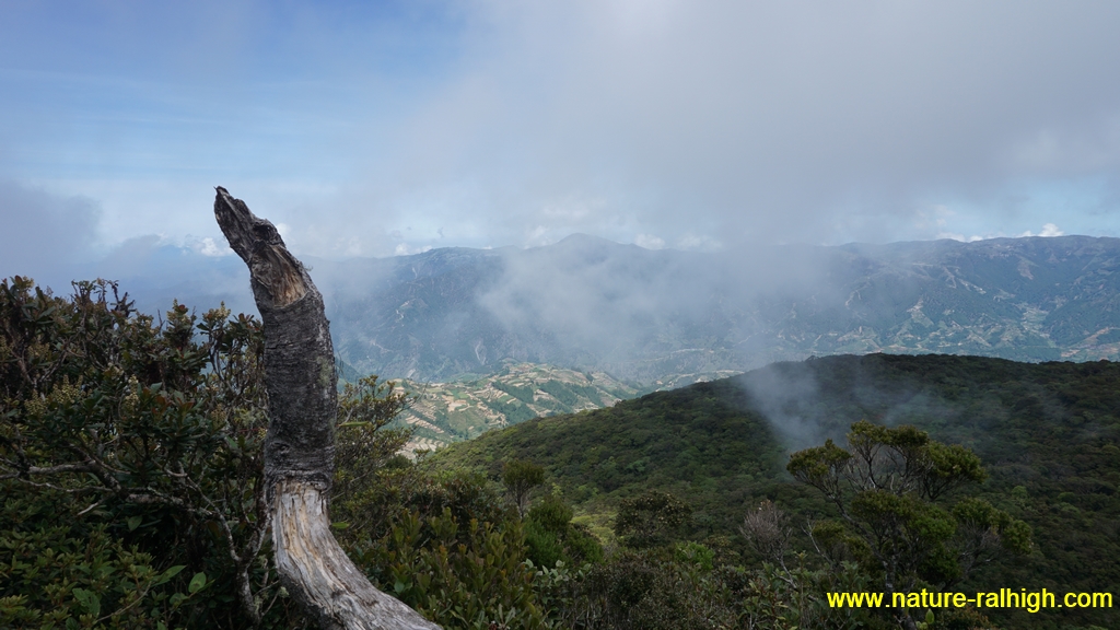 Nature-ral High: Return to Mt Tabayoc and Mt Pulag Climb via the ...