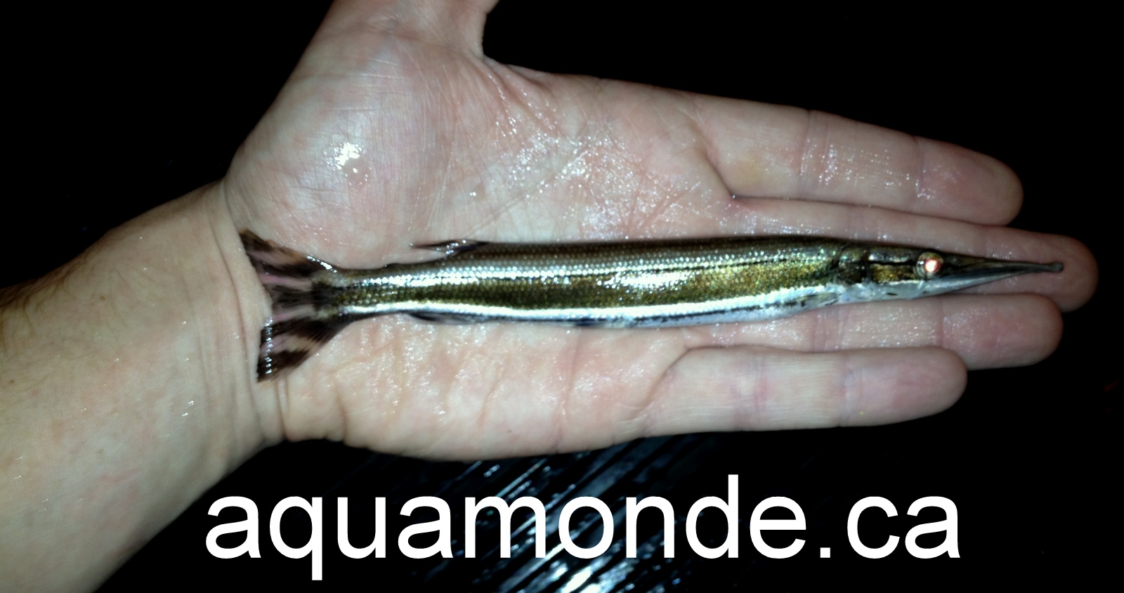 AQUAMONDE: Boulengerella Lateristriga Stripe Pike Characin