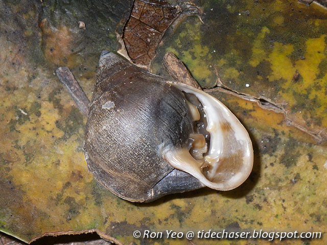 tHE tiDE cHAsER: Hollow-shelled Snails (Phylum Mollusca: Family Ellobiidae) of Singapore