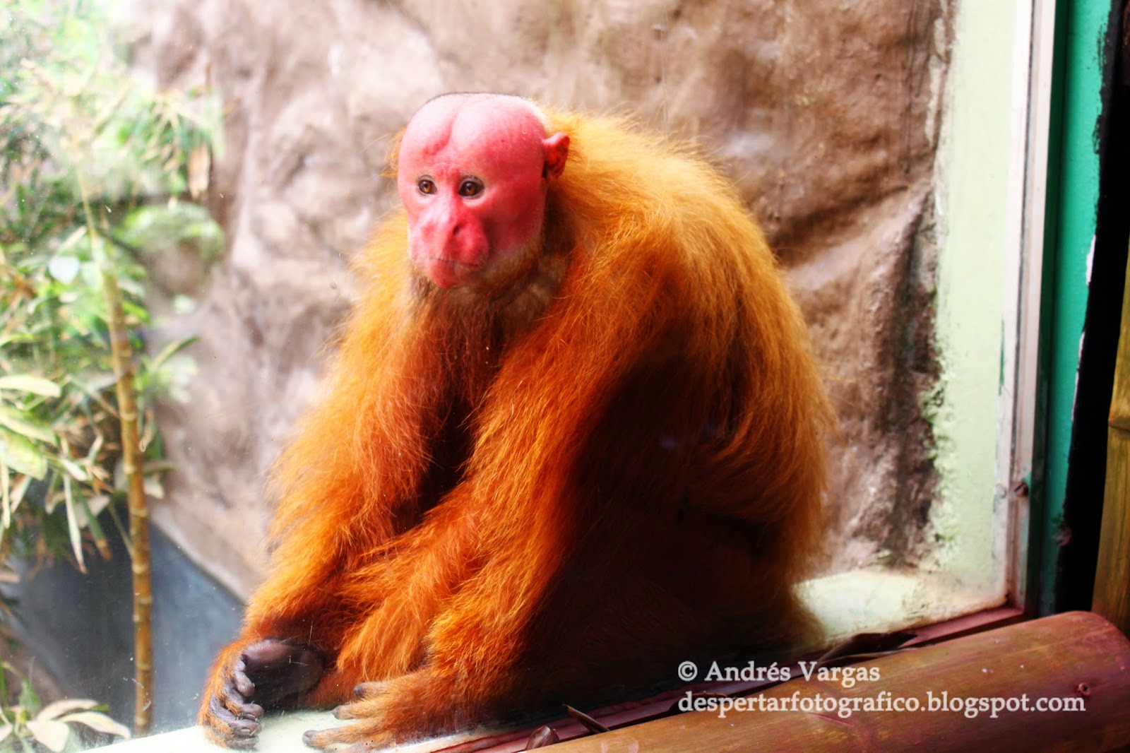 DESPERTAR FOTOGRÁFICO: PARQUE DE LAS LEYENDAS PARTE II