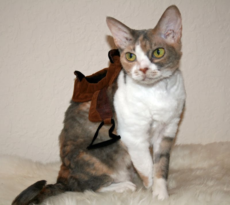 Pretty, Pretty Pony | new cat behavior