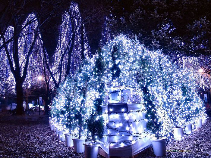 View 10 Cool Christmas Tree Lights | DAILY NEWS