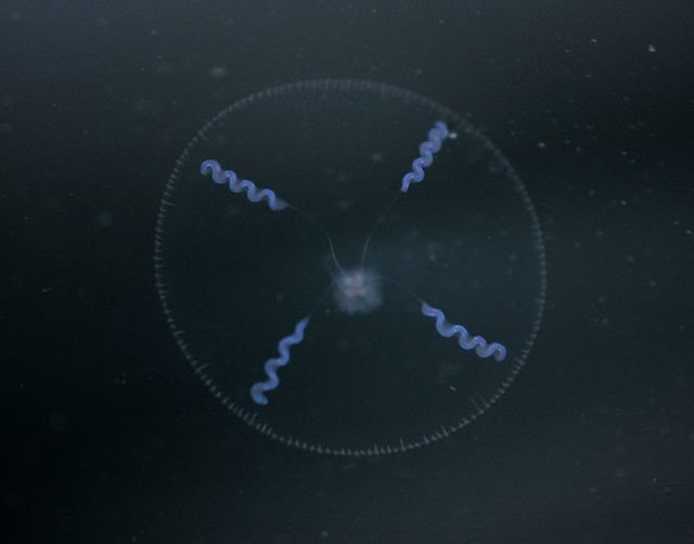 Orca Watcher: Jellyfish Invasion