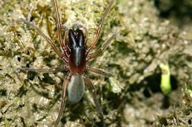 Real Monstrosities: Marine Spider