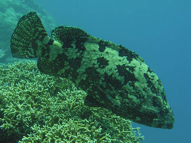 Kerapu | Budidaya Ikan | Ikan Hias | Resep Ikan | Gambar dan Video