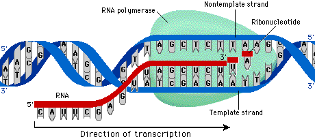 AP Biology for Dummies: Transcription in Eukaryotic Cells