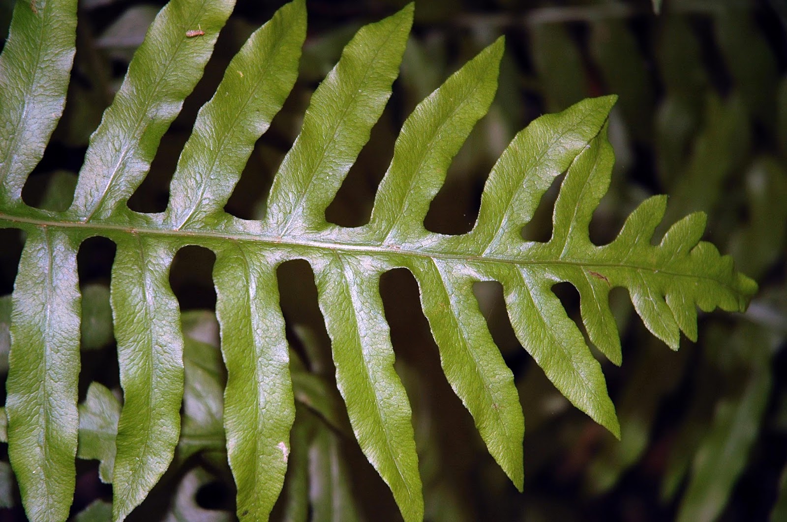 Field Biology in Southeastern Ohio: A Few More Ferns