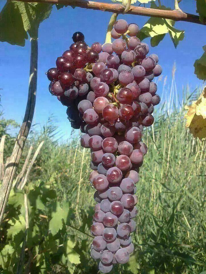 Anggur Merah: April 2018