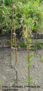 Inheems- en uitheems fruit: Fruitbomen snoeien in mei