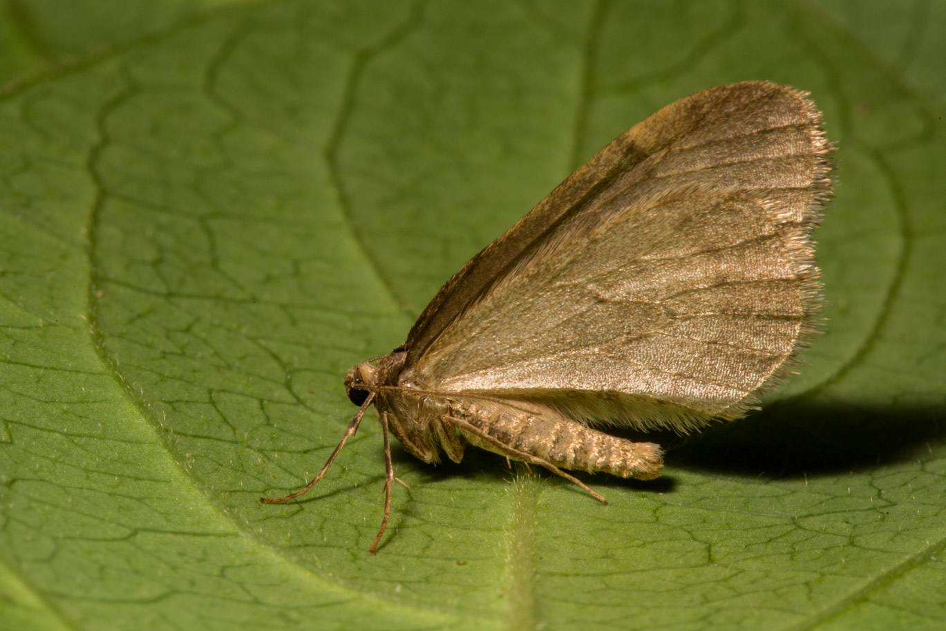 Darley Dale Wildlife: Winter Moth