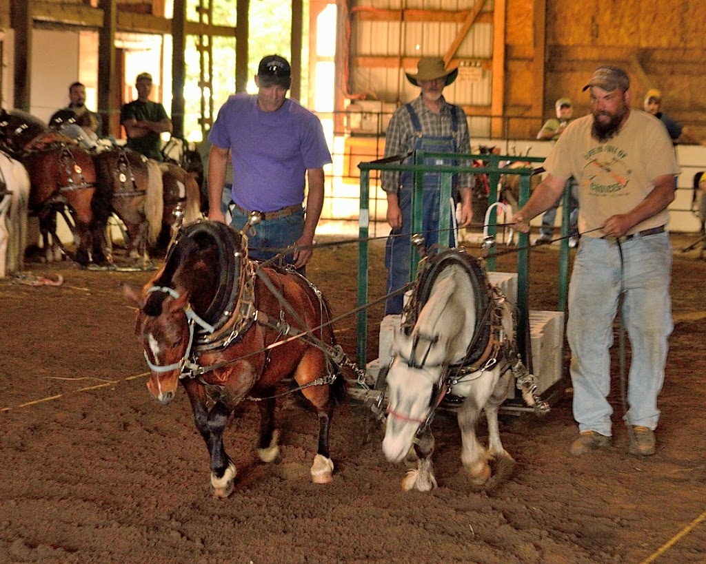 Bleecker Mountain Life: Mini-Draft Horse Pull