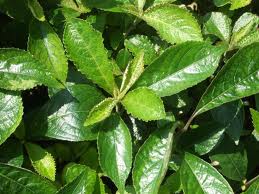 马来西亚保健茶王: TEH PECAH BELING 碎璃茶