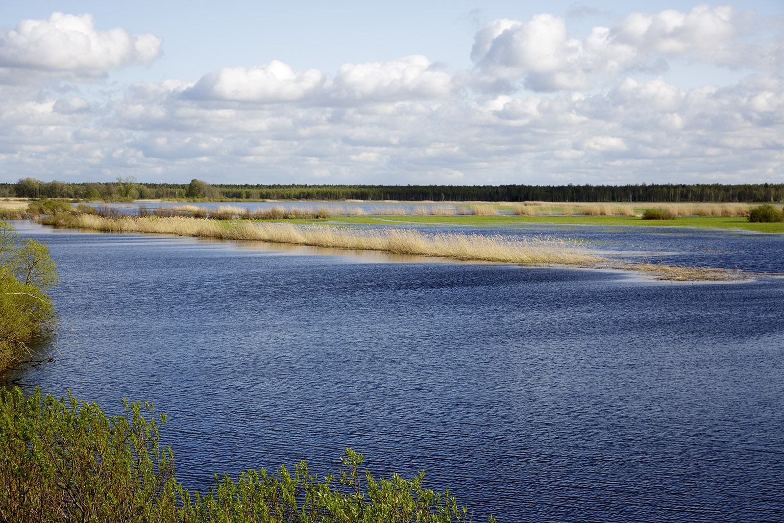 pewit: water meadows and riverine woodland