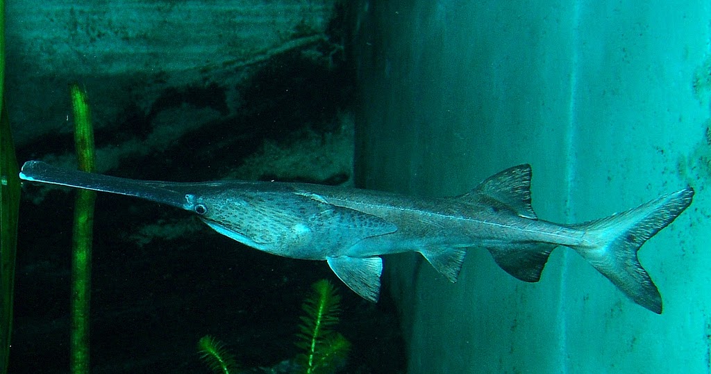 Real Monstrosities: Paddlefish