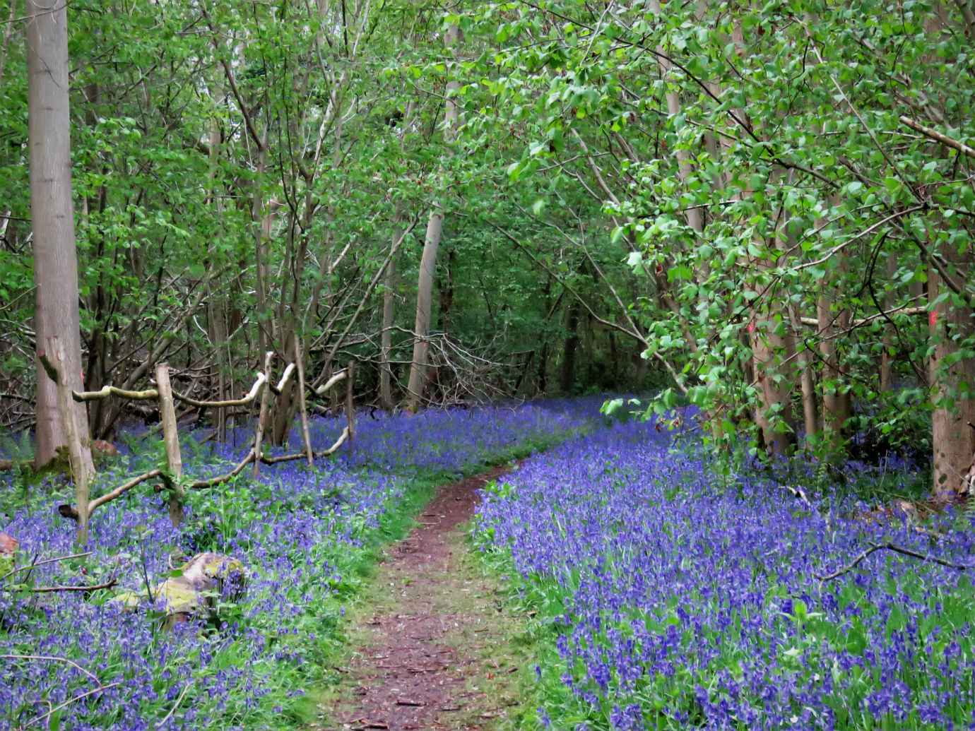 The Autistic Naturalist: May 5th Foxley Wood