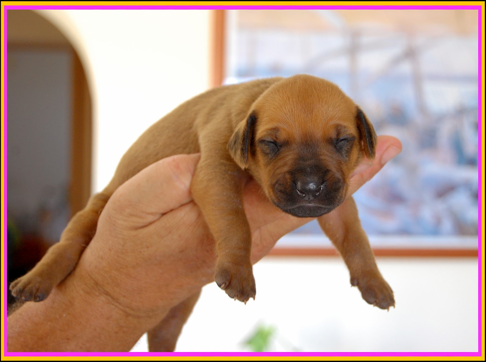 Rhodesian Ridgeback y Vizsla (Braco Húngaro) Criadores España: Camadas ...
