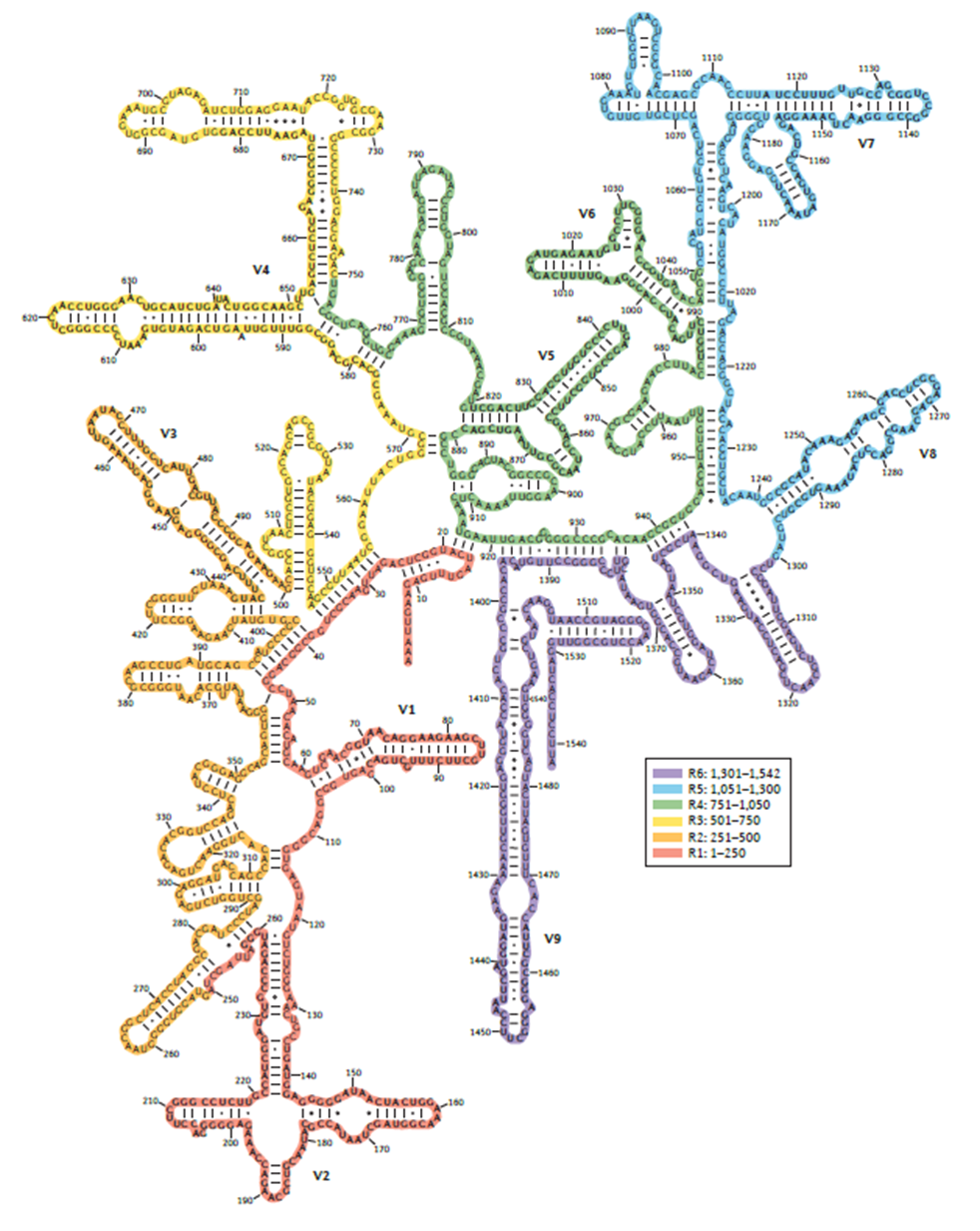 Lee Gir Won: 16S rRNA Variable regions