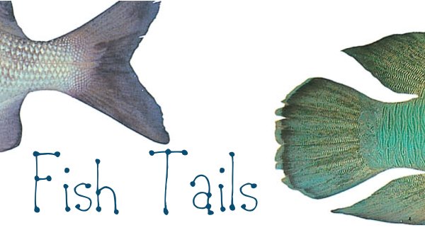 Fish Tails