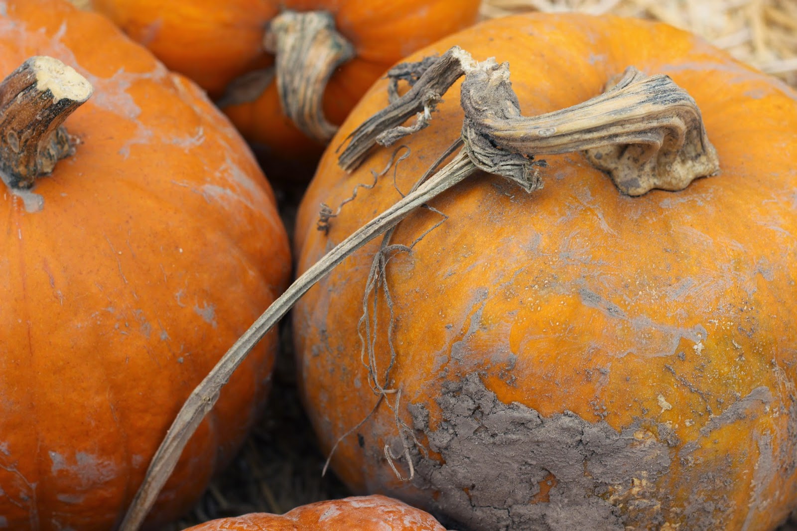 Hawks and honey: The Simple Farm's Pumpkin Patch {our Friday Field Trip}