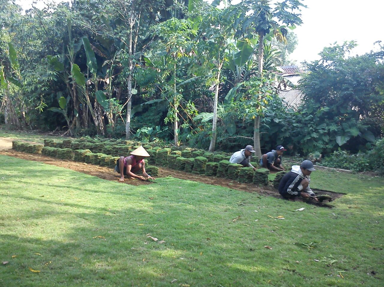RUMPUT ZOYSIA MATRELLA ATAU RUMPUT MANILA ( RUMPUT JEPANG ) TIDAK KALAH ...