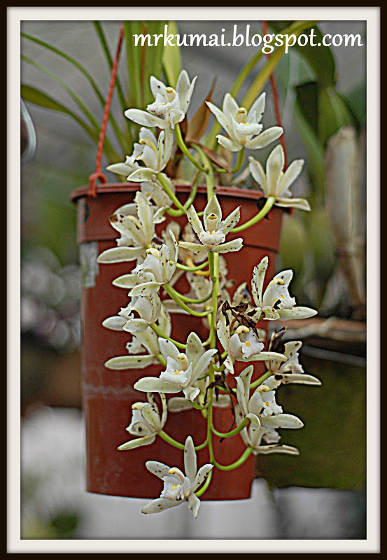 mrkumai.blogspot.com: Tips Melawat Cameron Highlands; Bunga Orkid Liar