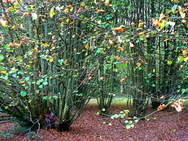 Cryptoforestry: The 2000 year old coppiced lime tree