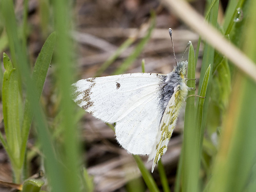 Large Marble ~ Butterfly of The Earth
