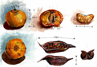 Sistemas de Representación I: Hoja de Clase 4 - Formas naturales