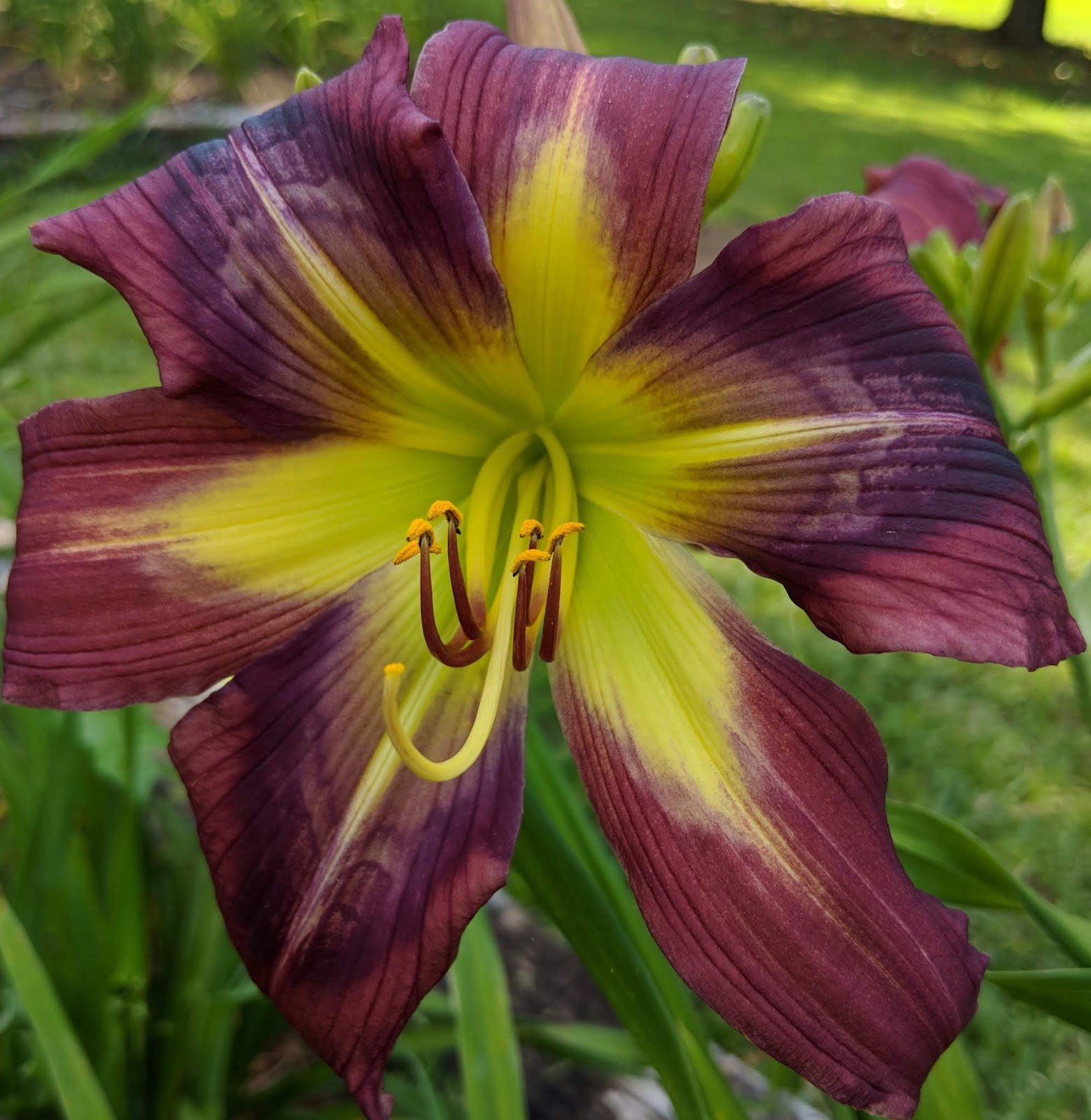 Druid City Daylily Garden: 2018