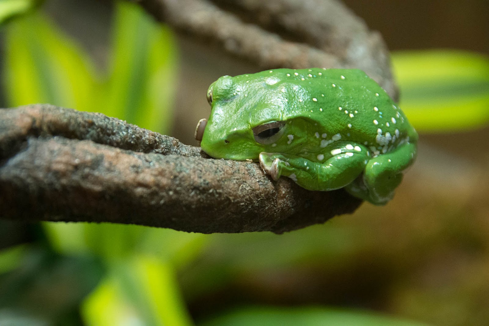 The Middle Flipper: The Unofficial Hierarchy of Animals