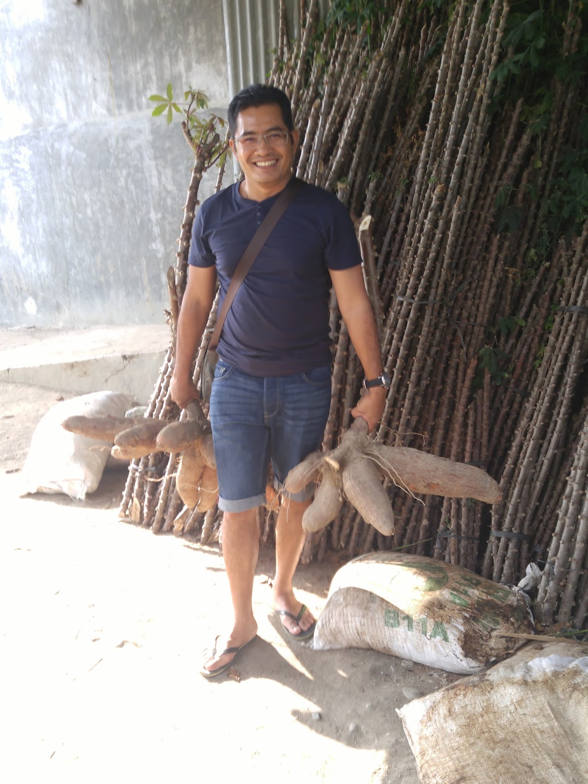 Jual bibit Ubi Gajah: Jual bibit Ubi / Singkong Gajah di MEDAN produksi ...