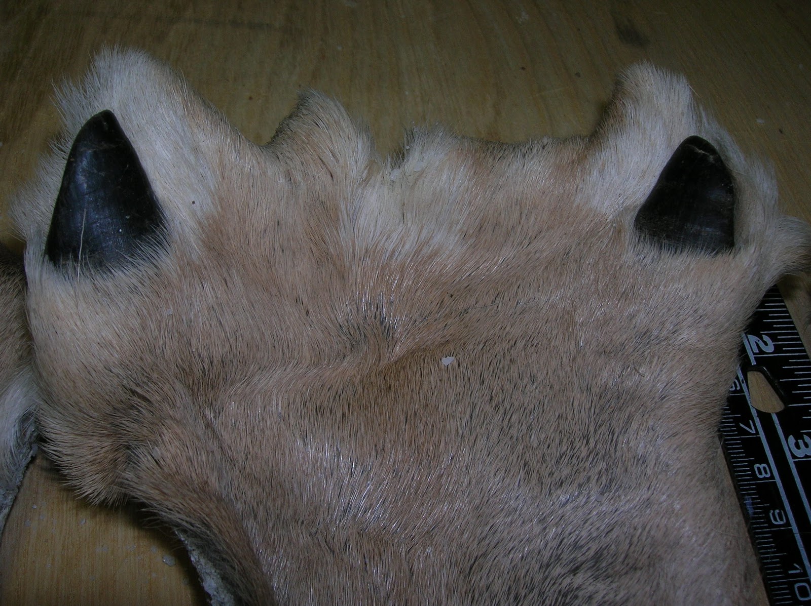 Musings of Musang: White tail buck hock skins: horrors of ...