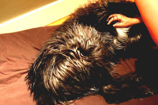 Scratch Reflex - Where To Scratch A Dog