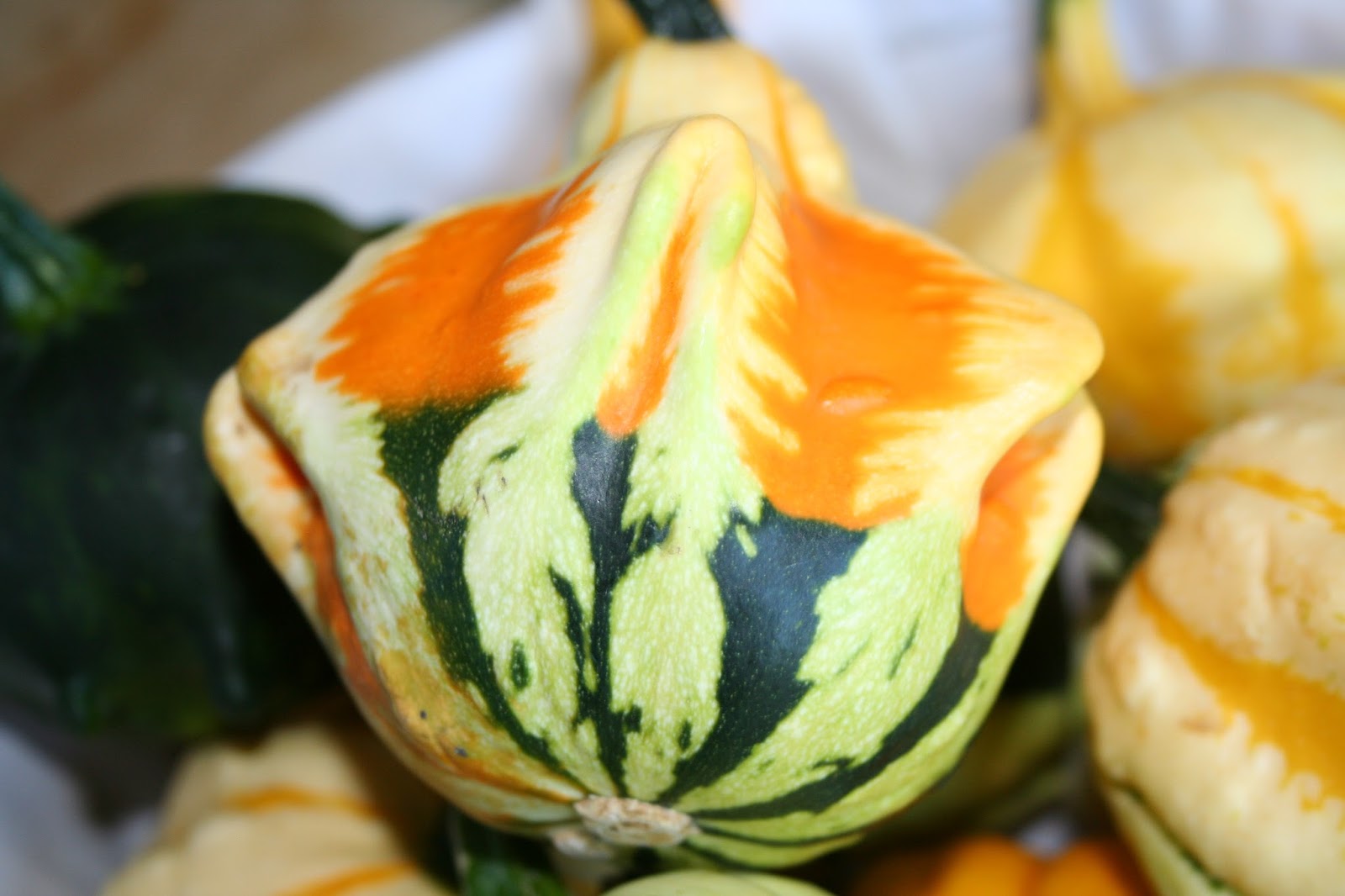 Tammy's Craft Emporium: Ornamental Gourds - So colourful.
