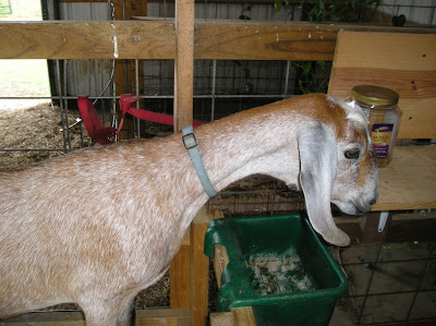 Thoughts from Frank and Fern: Dealing with a Goat Abscess - Yuck!!