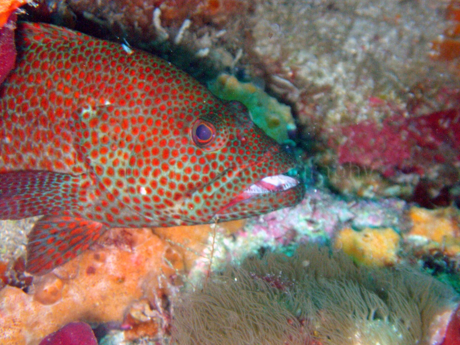 Hung Up Photography: Under the sea