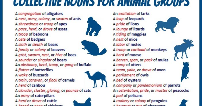Most Important Name of Animal Groups in English Language - QMaths: SSC ...